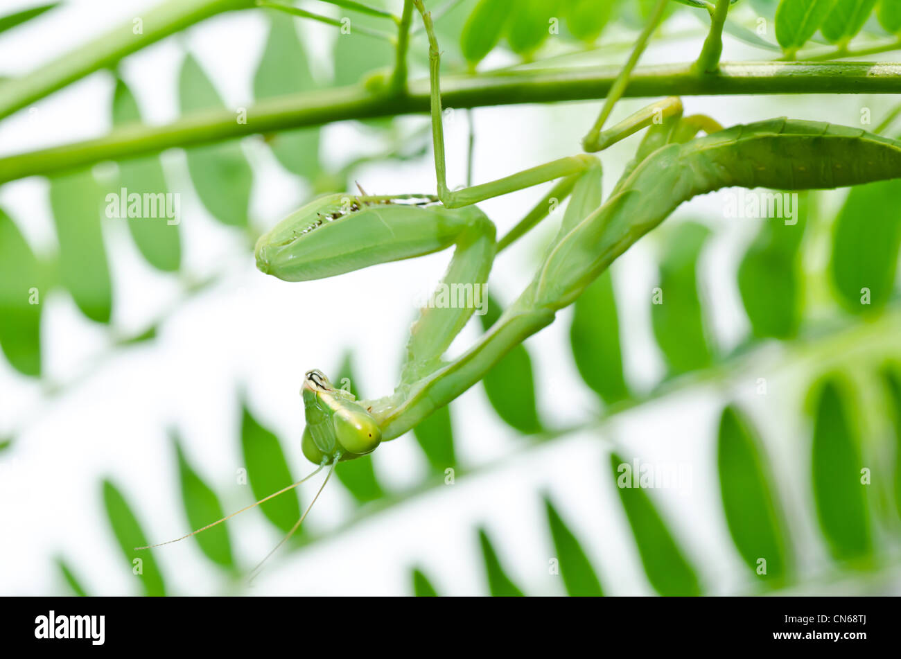 mantis in green nature or in garden Stock Photo - Alamy