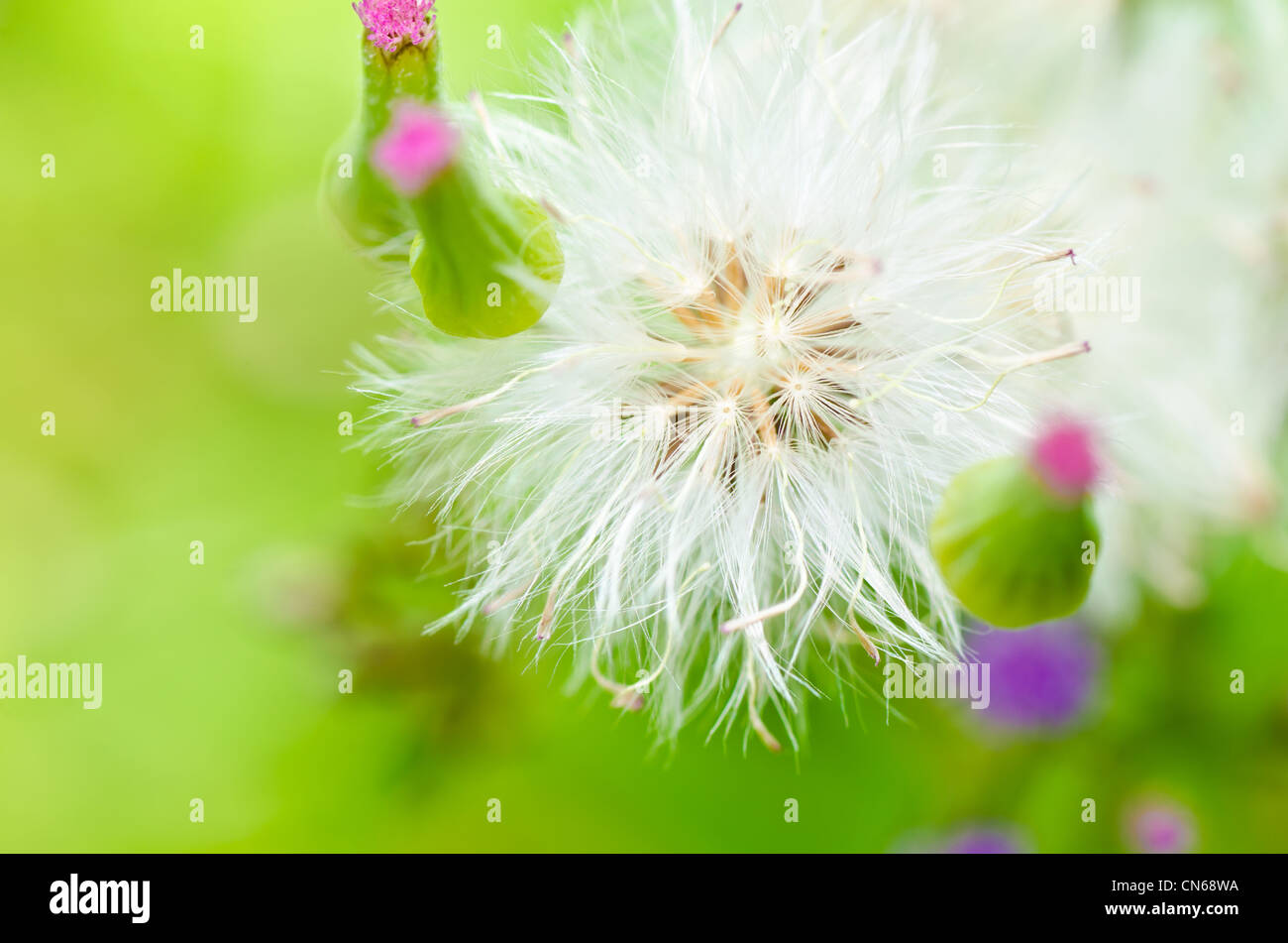 weed in the miracle nature or in the garden Stock Photo - Alamy