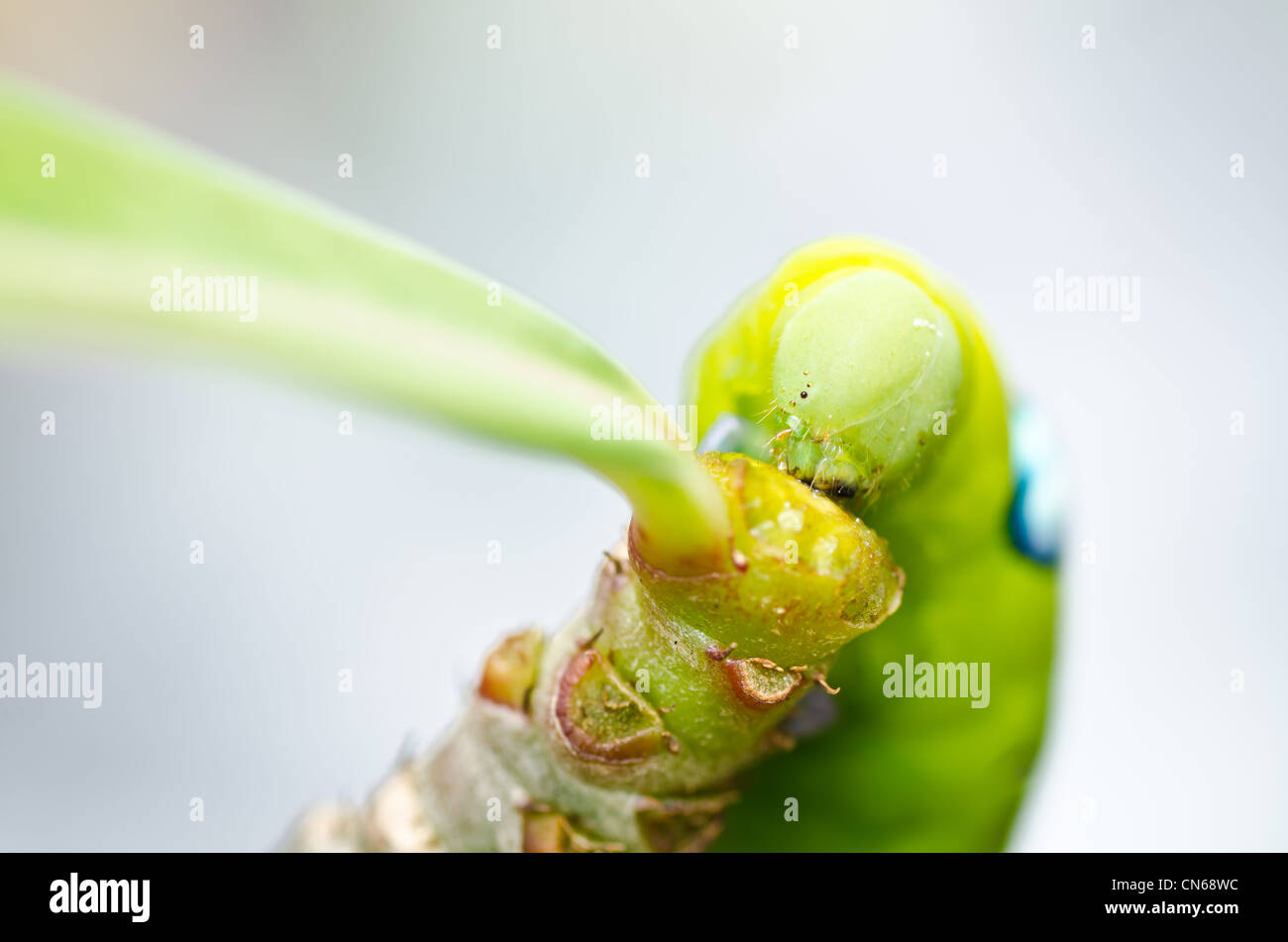 worm in green nature or in the garden Stock Photo - Alamy
