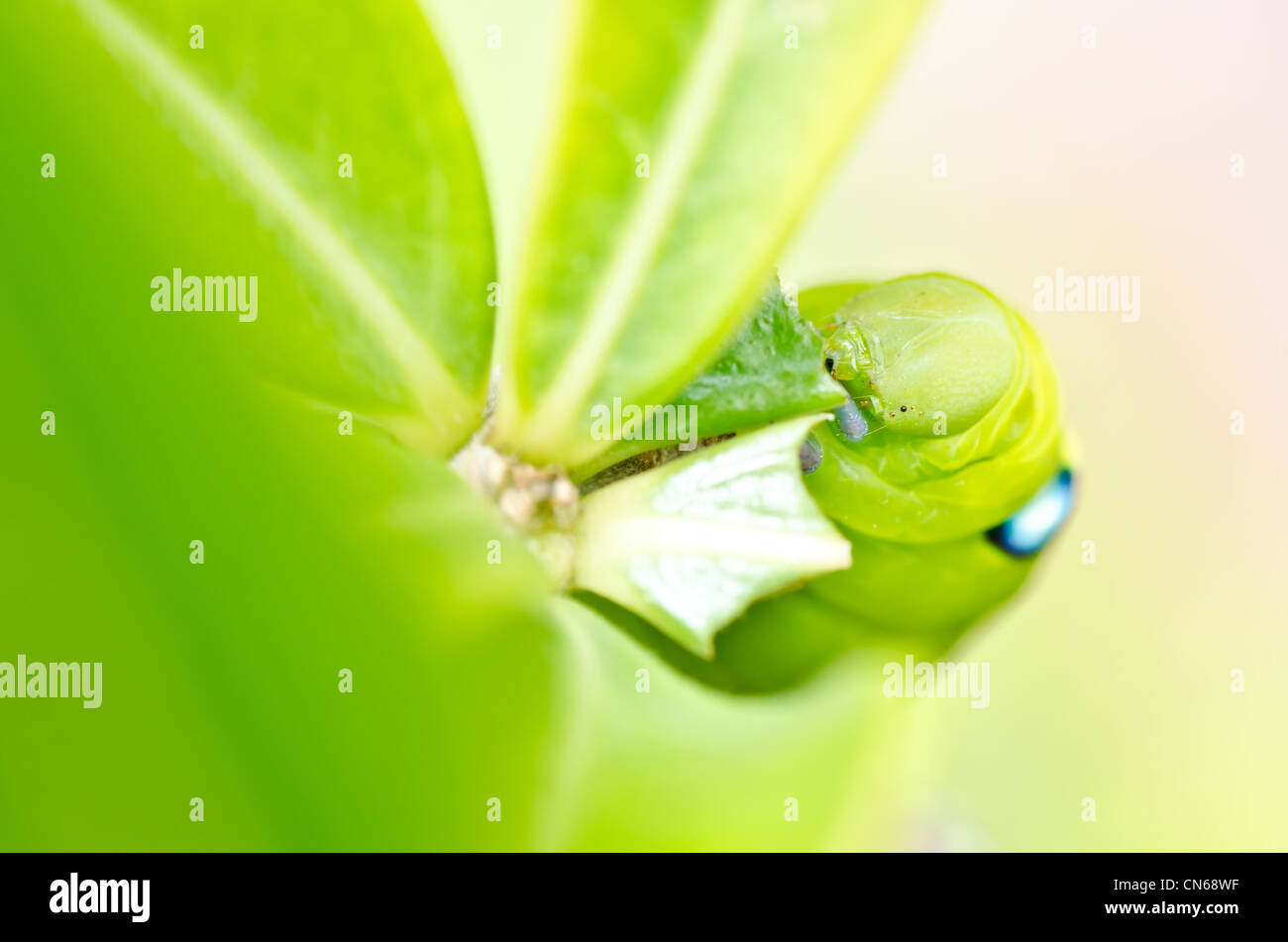 worm in green nature or in the garden Stock Photo - Alamy