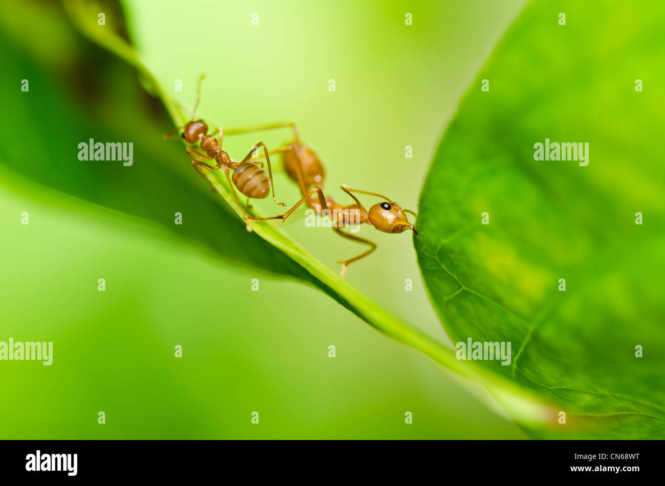 red ant in green nature or in forest Stock Photo - Alamy