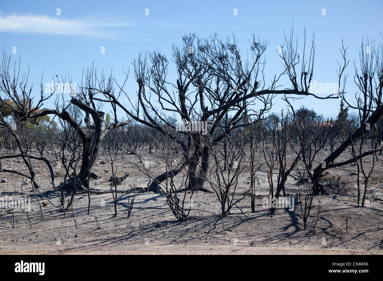 Burnt trees Eyre Peninsula South Australia Stock Photo - Alamy