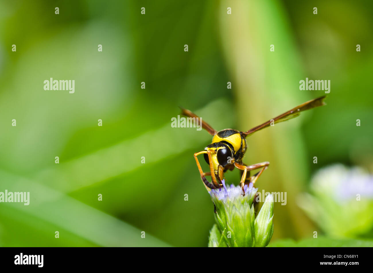 yellow wasp in green nature or in garden. It's danger Stock Photo - Alamy