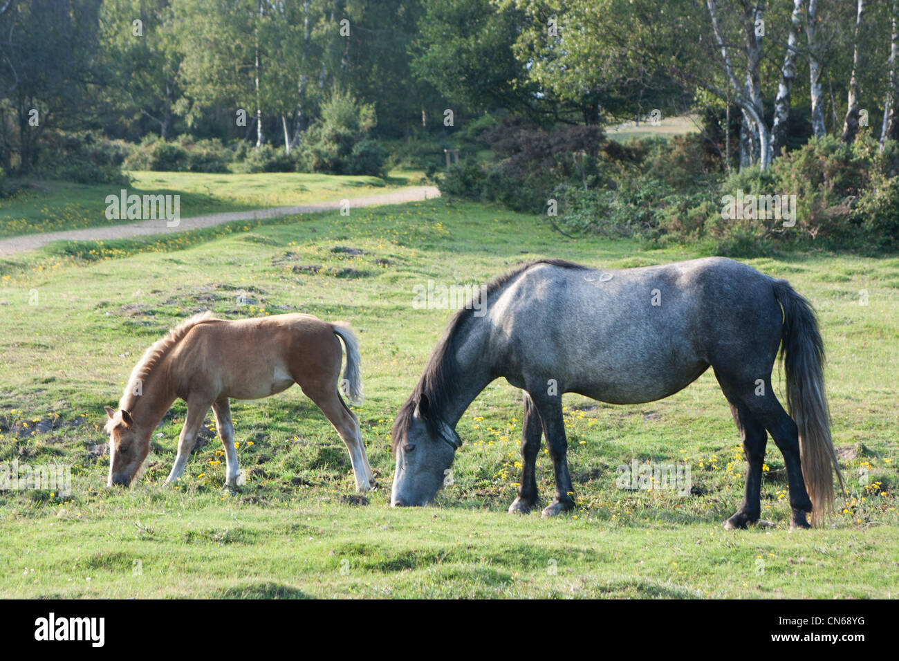 Two ponies hi-res stock photography and images - Alamy