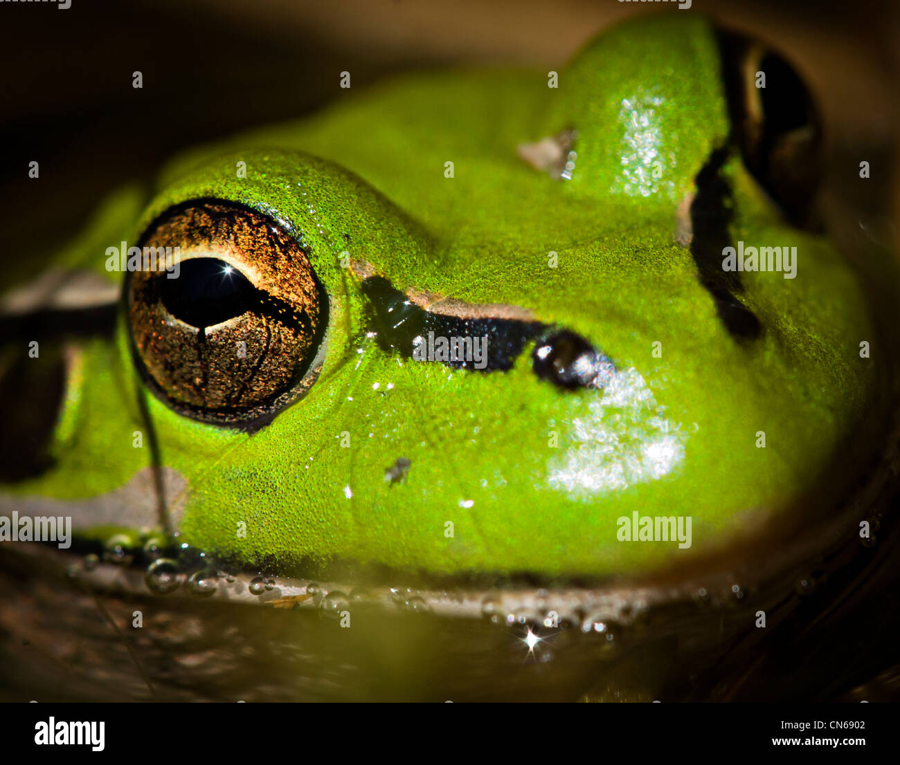 Close up front view of Green and Gold Frog ( Litoria raniformis Stock ...