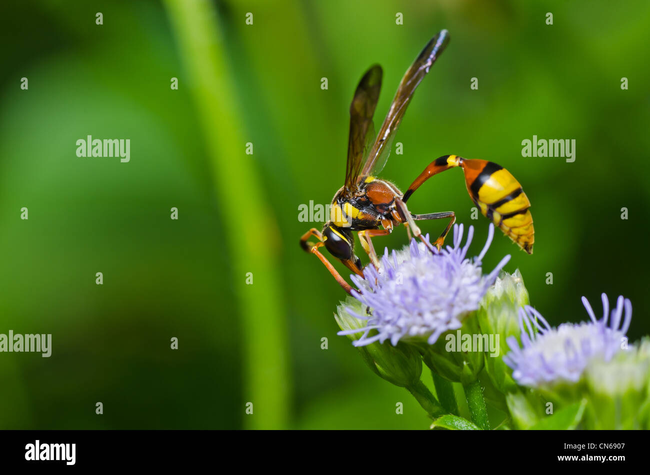 yellow wasp in green nature or in garden. It's danger Stock Photo - Alamy