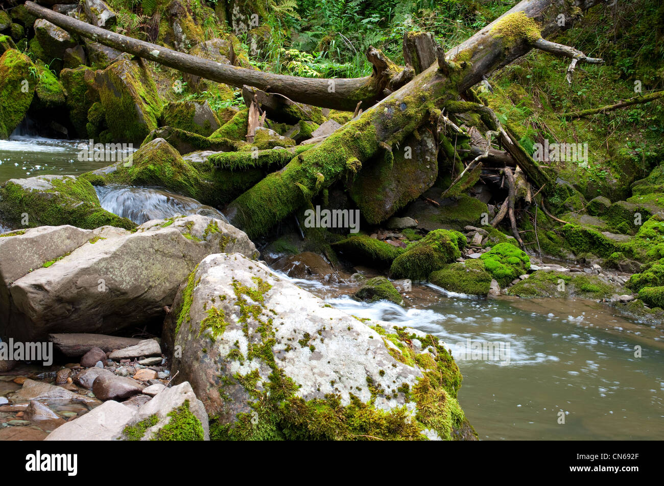 Landscape with rapid river and fallen tree Stock Photo - Alamy