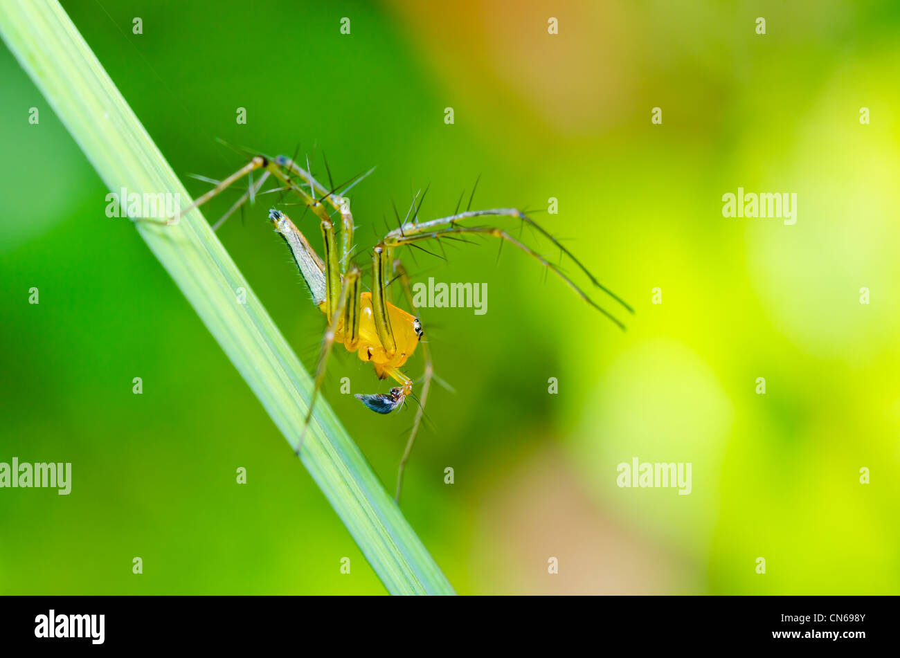 long legs spider in green nature or in forest Stock Photo - Alamy