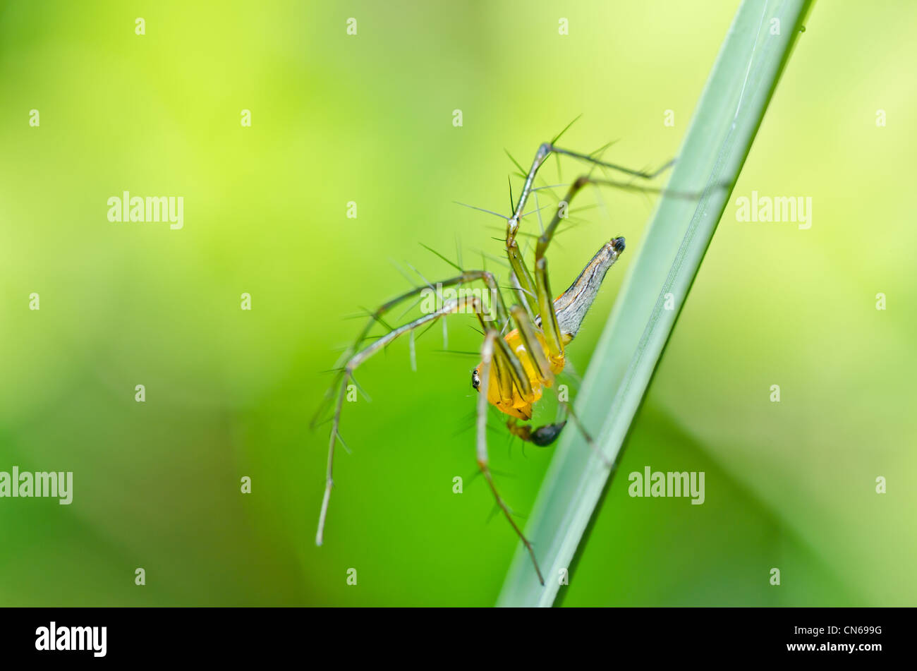 long legs spider in green nature or in garden Stock Photo - Alamy