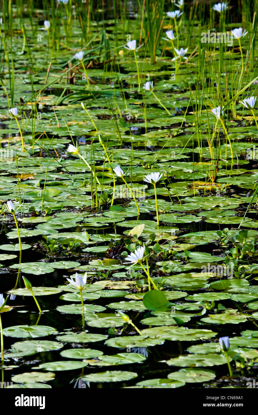 Lily pond australia hi-res stock photography and images - Alamy