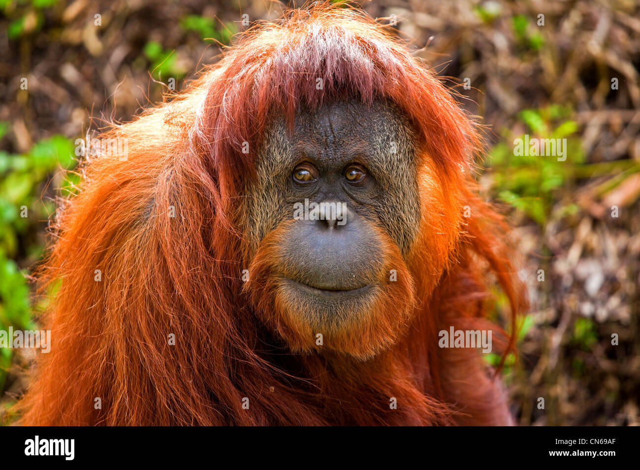 orangutan Stock Photo - Alamy