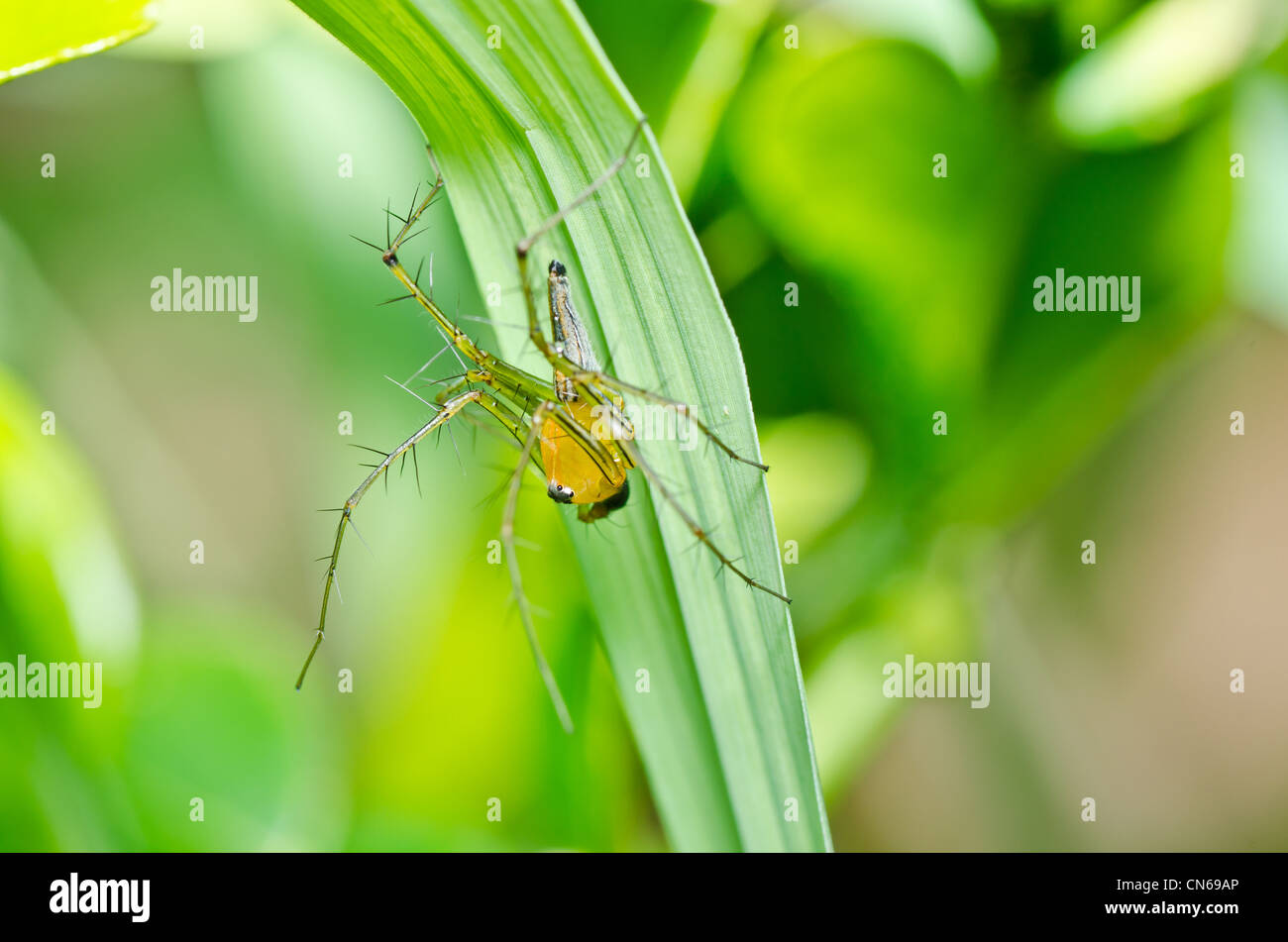 long legs spider in green nature or in garden Stock Photo - Alamy