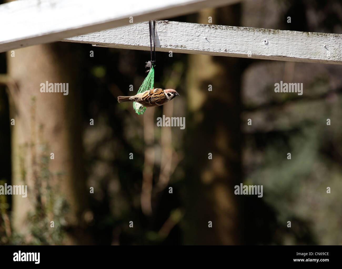 What is a sparrow hi-res stock photography and images - Alamy