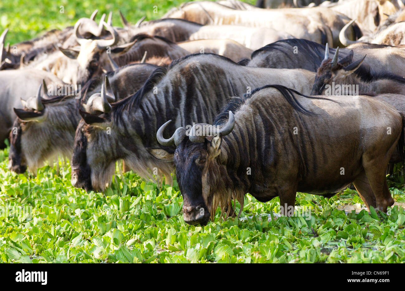 Herd of Blue Wildebeest eating water cabbage, Grumeti, Tanzania Stock ...