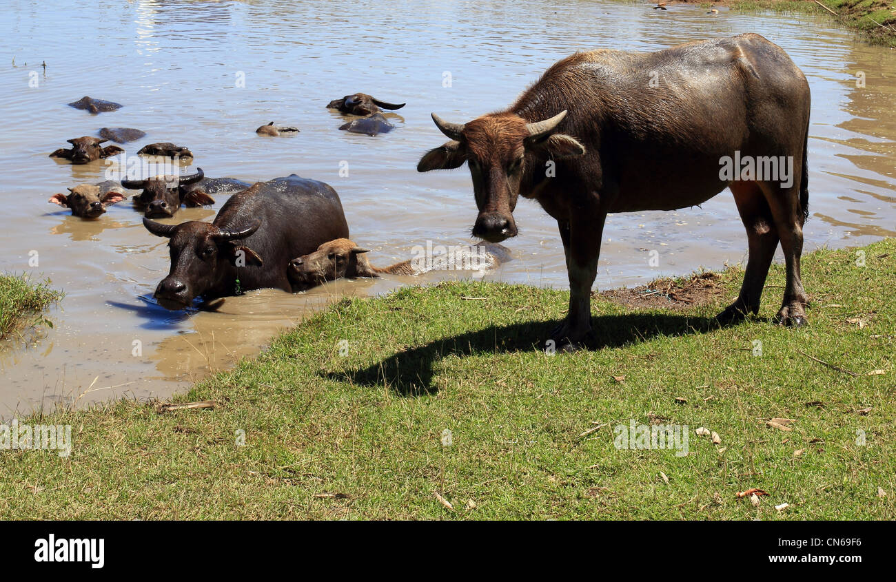 Black buffalo hi-res stock photography and images - Alamy