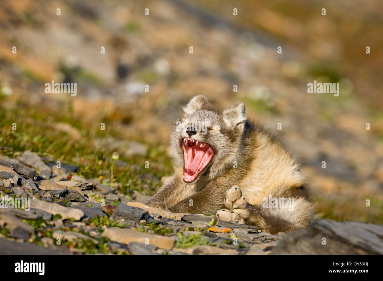 Yawning arctic fox High Resolution Stock Photography and Images - Alamy