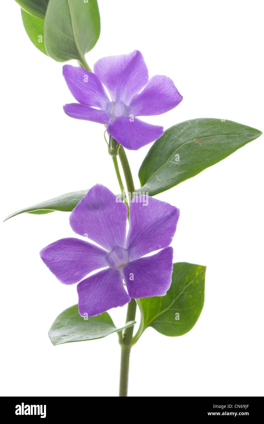 Periwinkle cutout hi-res stock photography and images - Alamy