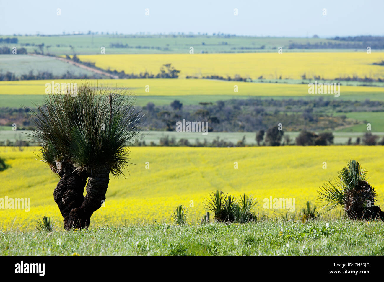 Canola crops Eyre Peninsula South Australia Stock Photo - Alamy