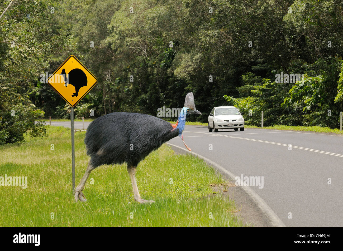 Southern Cassowary Casuarius casuarius Adult male crossing road ...