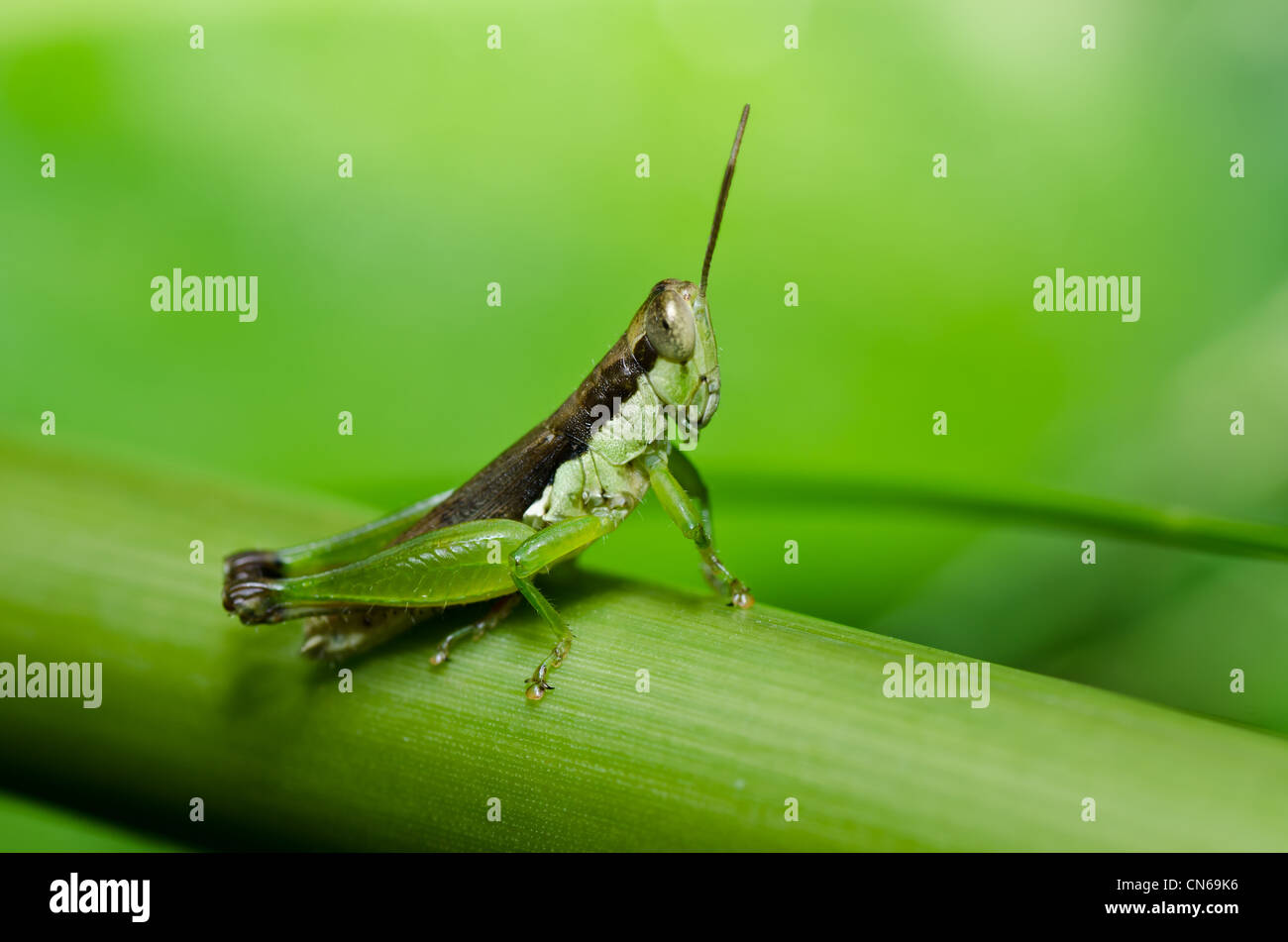 grasshopper in green nature or in the garden Stock Photo - Alamy