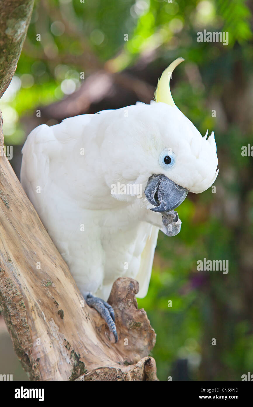 Crown cockatoo hi-res stock photography and images - Alamy