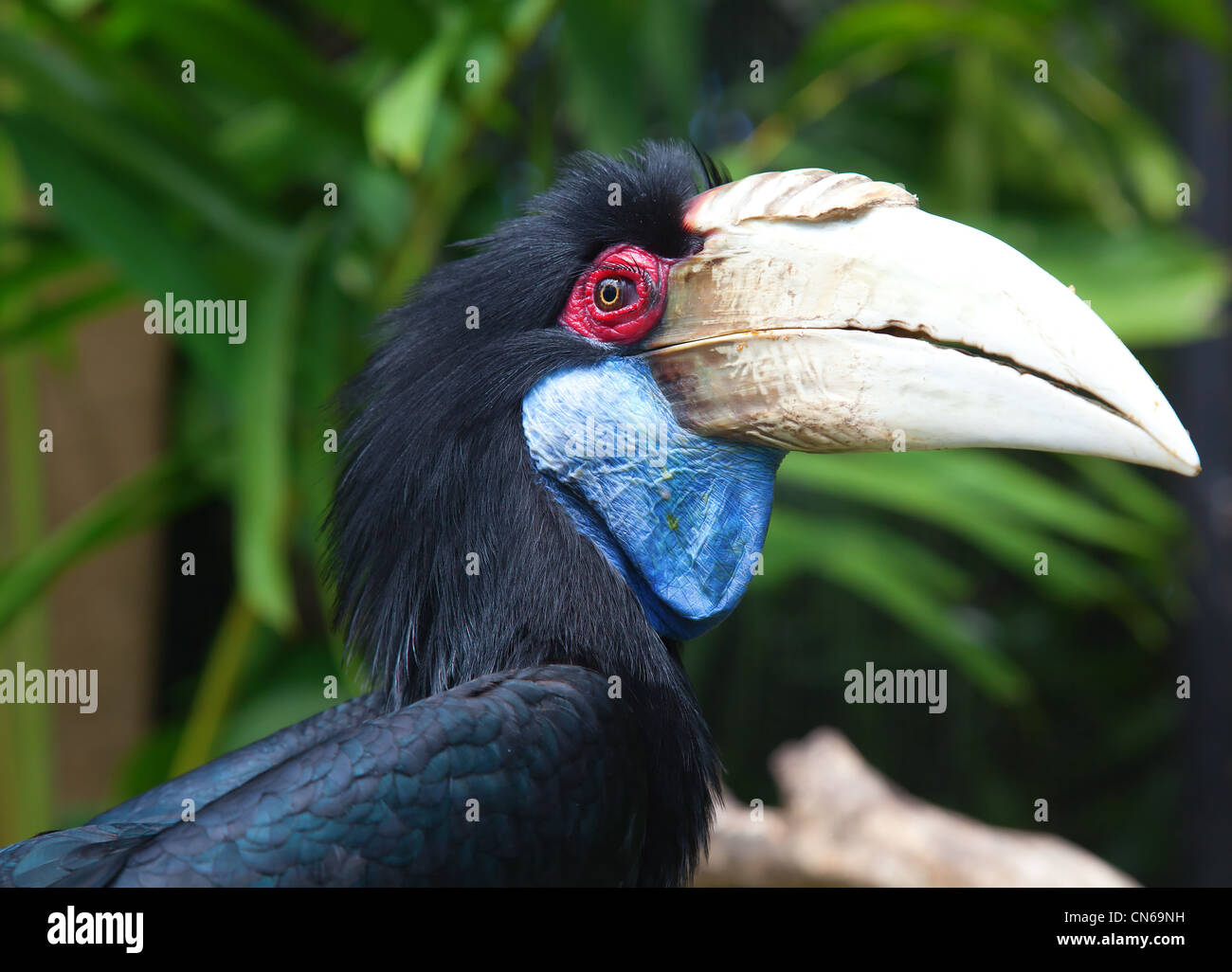 Male Hornbill in captivity at Bali bird aviary in Indonesia Stock Photo ...