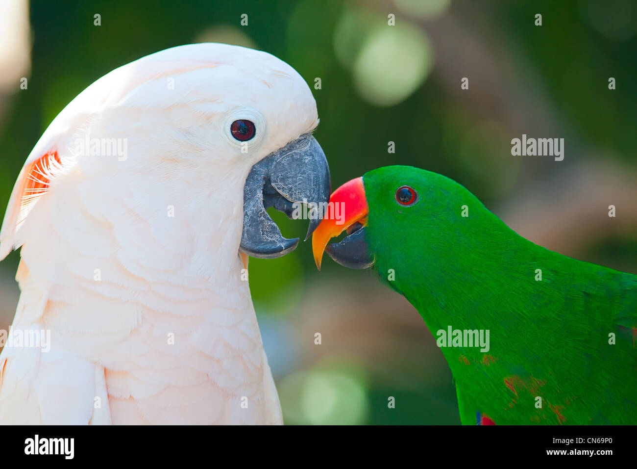 Birds in love: Cockatoo and lori parrots on the tree Stock Photo - Alamy