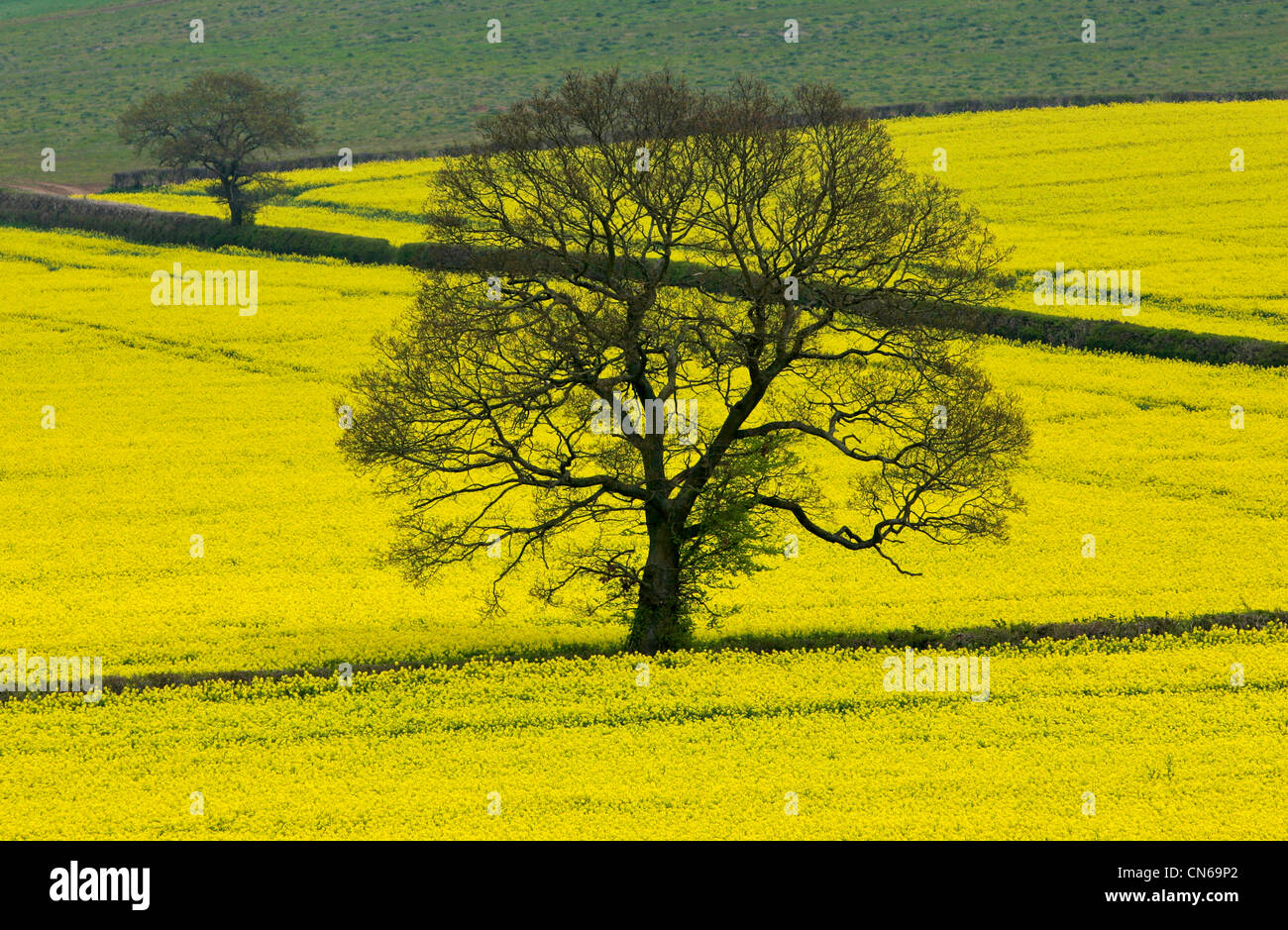 Rape seed crop in a field, England Stock Photo - Alamy