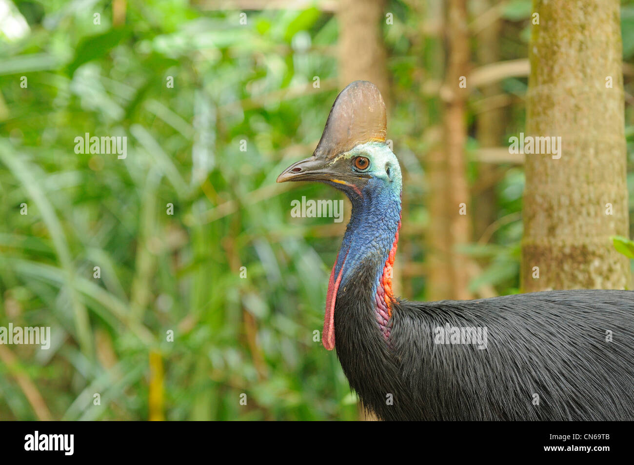 Southern Cassowary Casuarius casuarius Male Head close up Photographed ...