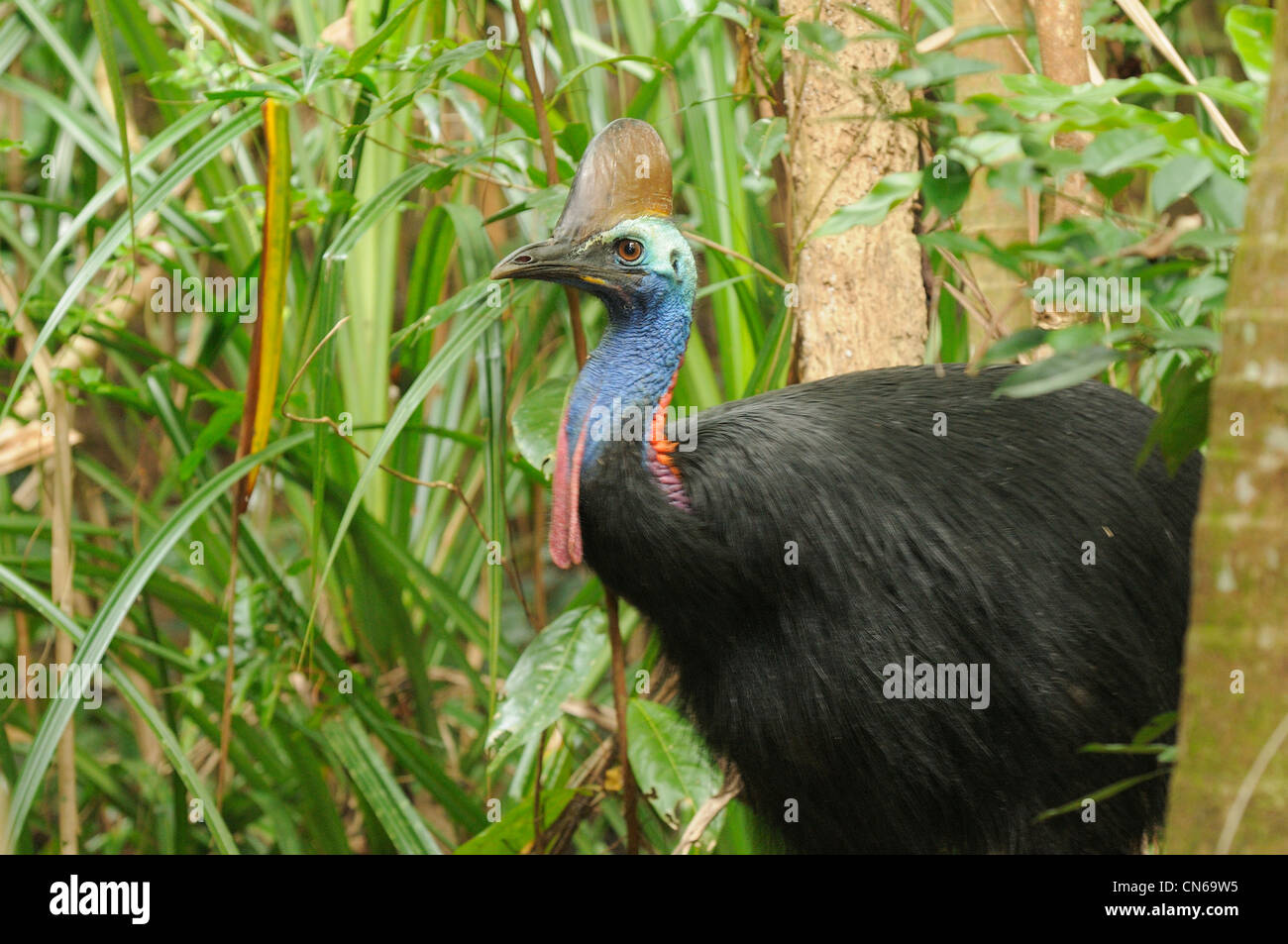 Southern Cassowary Casuarius casuarius Male. Photographed in the Wet ...