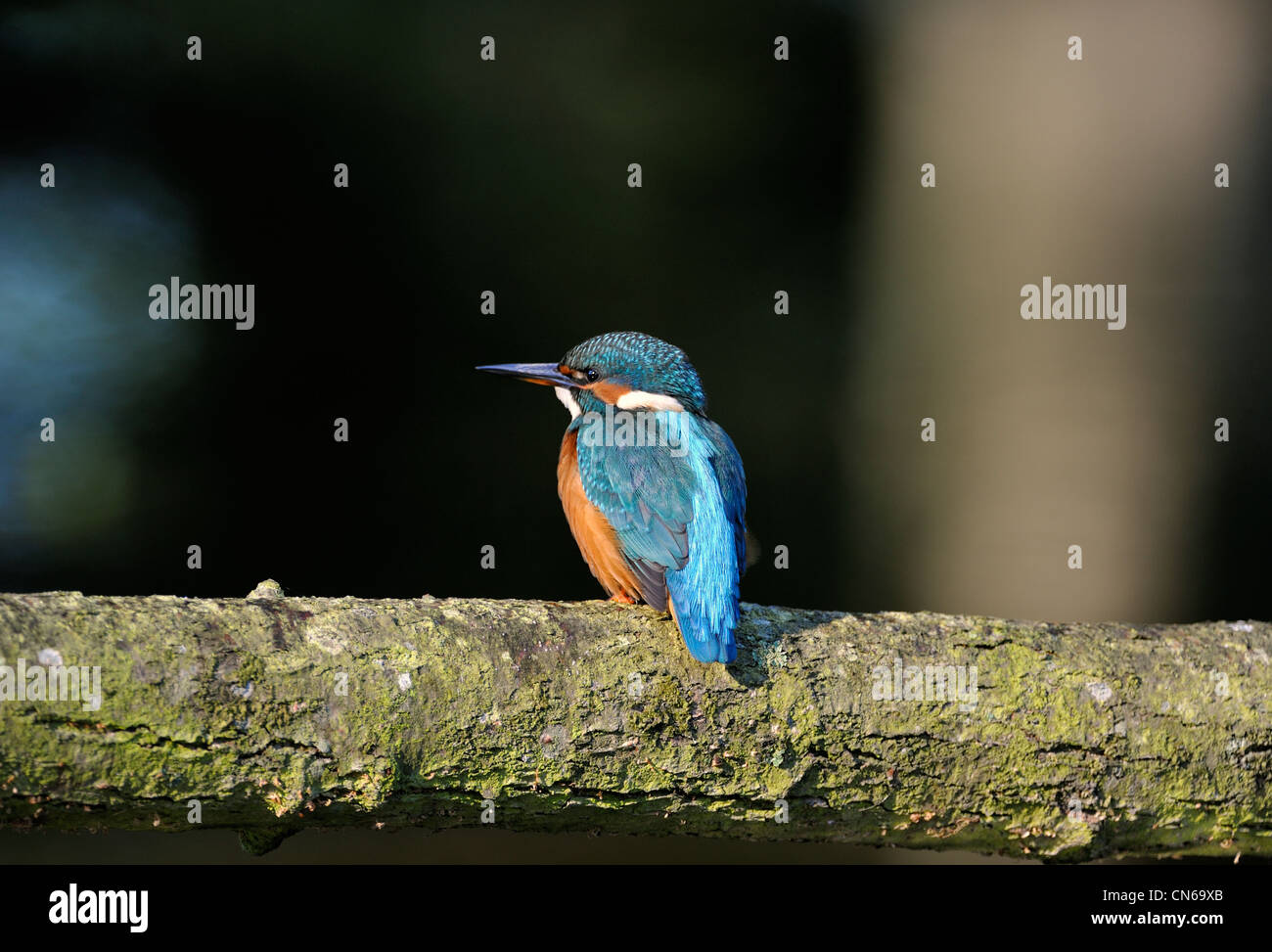 Kingfisher (Alcedo atthis) on a branch by the river Stock Photo - Alamy