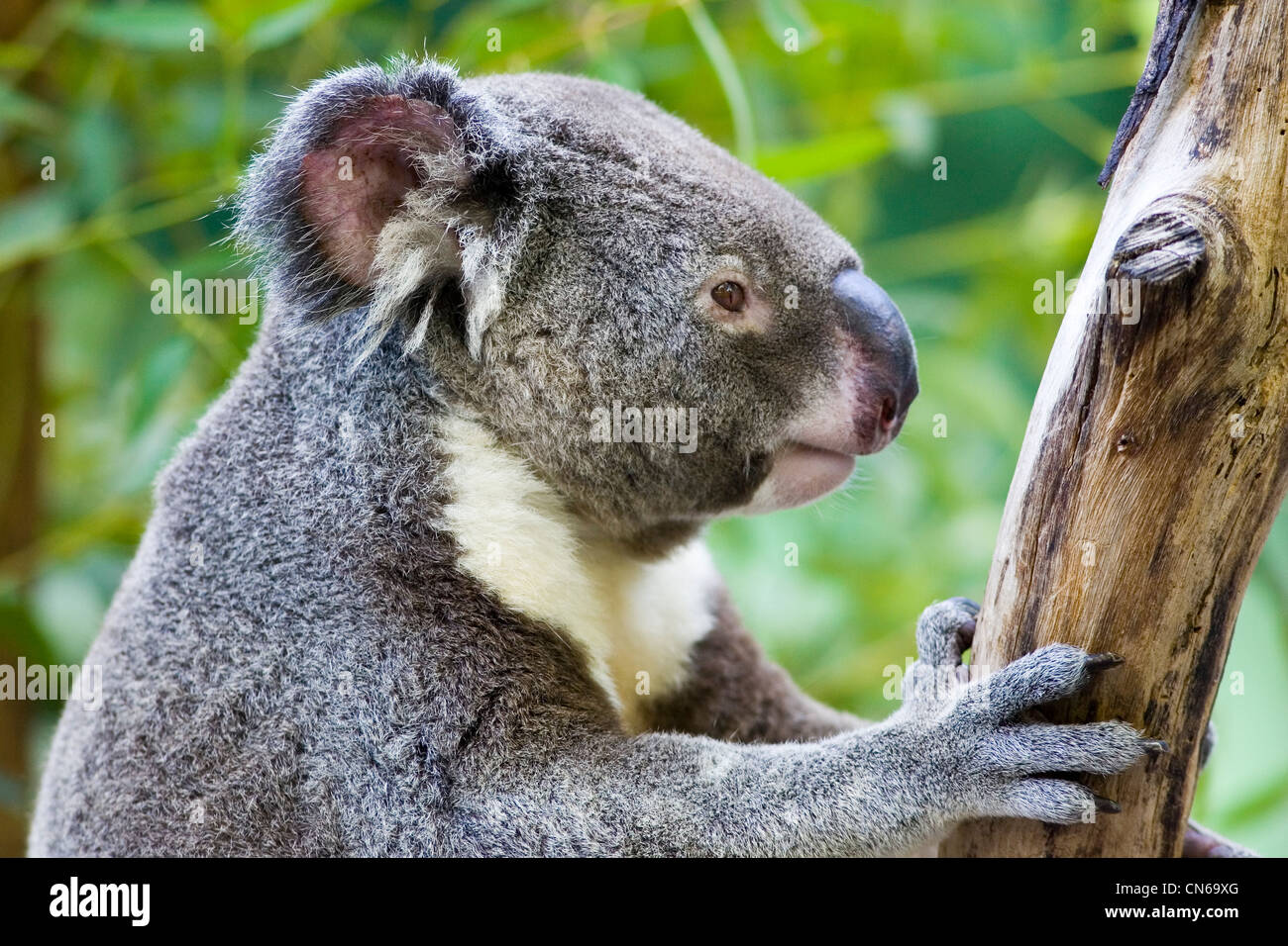 Koala in a eucalyptus tree, Queensland, Australia Stock Photo - Alamy