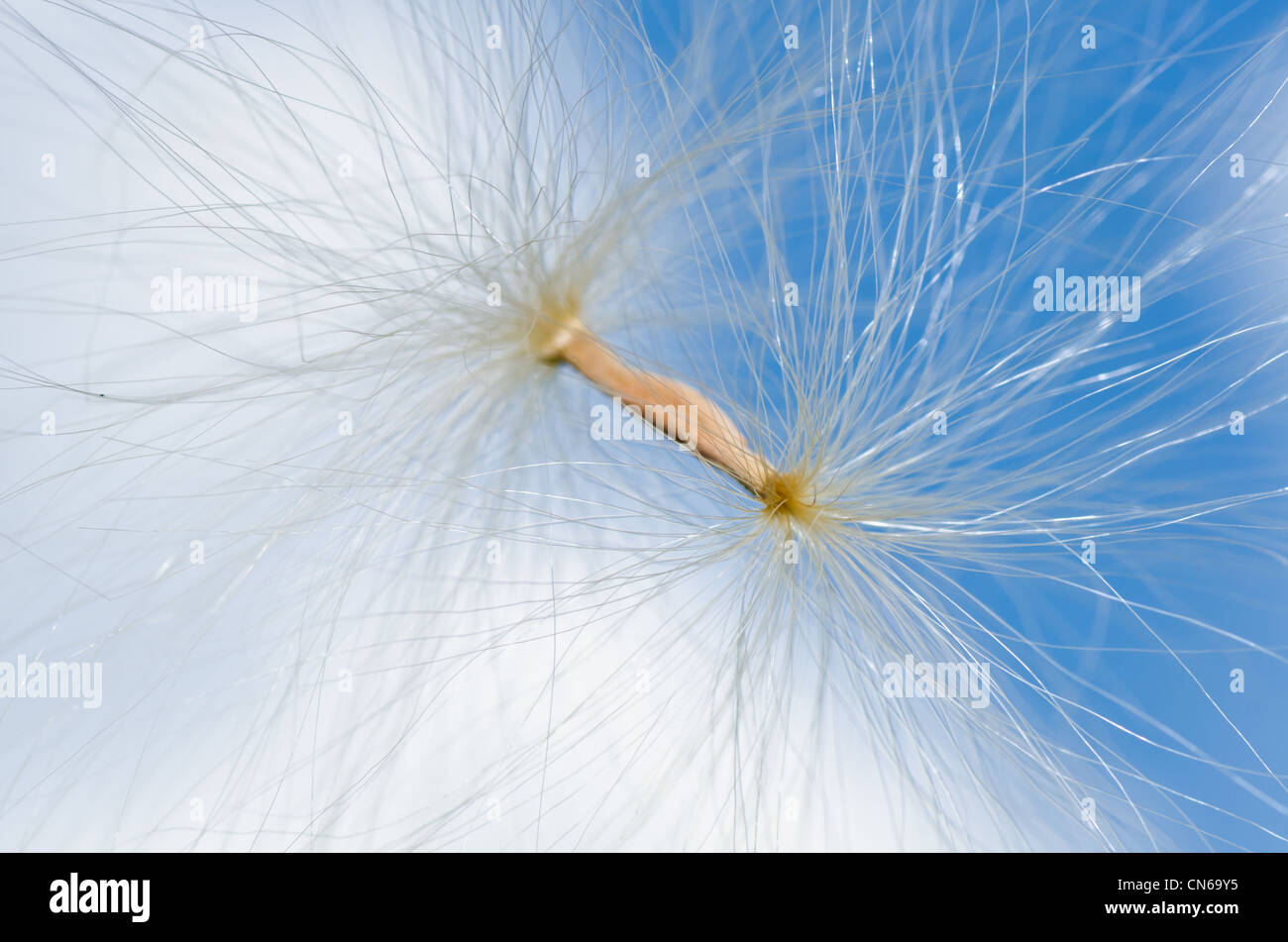 weed and blue sky in the miracle nature Stock Photo - Alamy