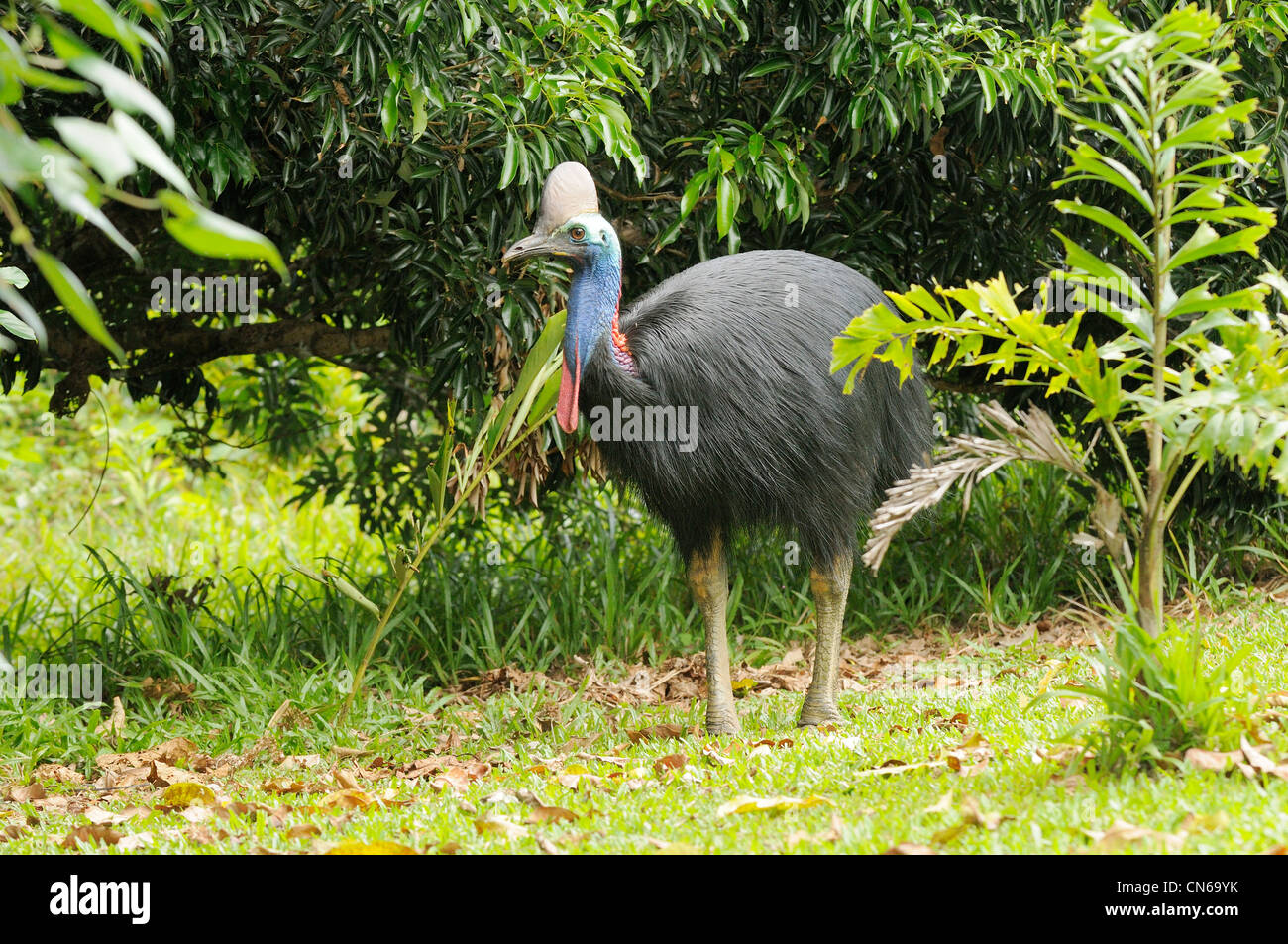Southern Cassowary Casuarius casuarius Male Photographed in the Wet ...