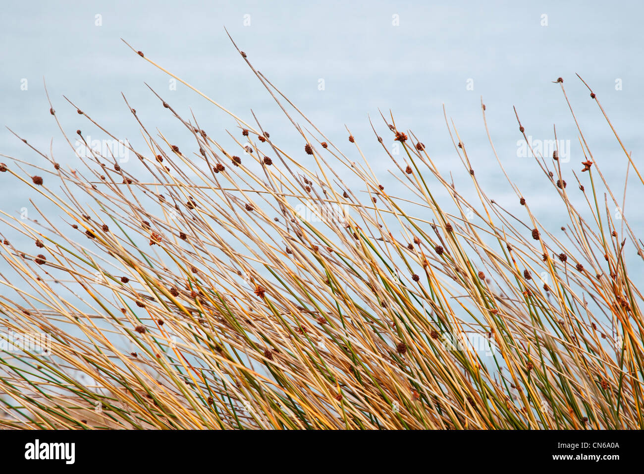 Dune grass Victor Harbour South Australia Stock Photo - Alamy