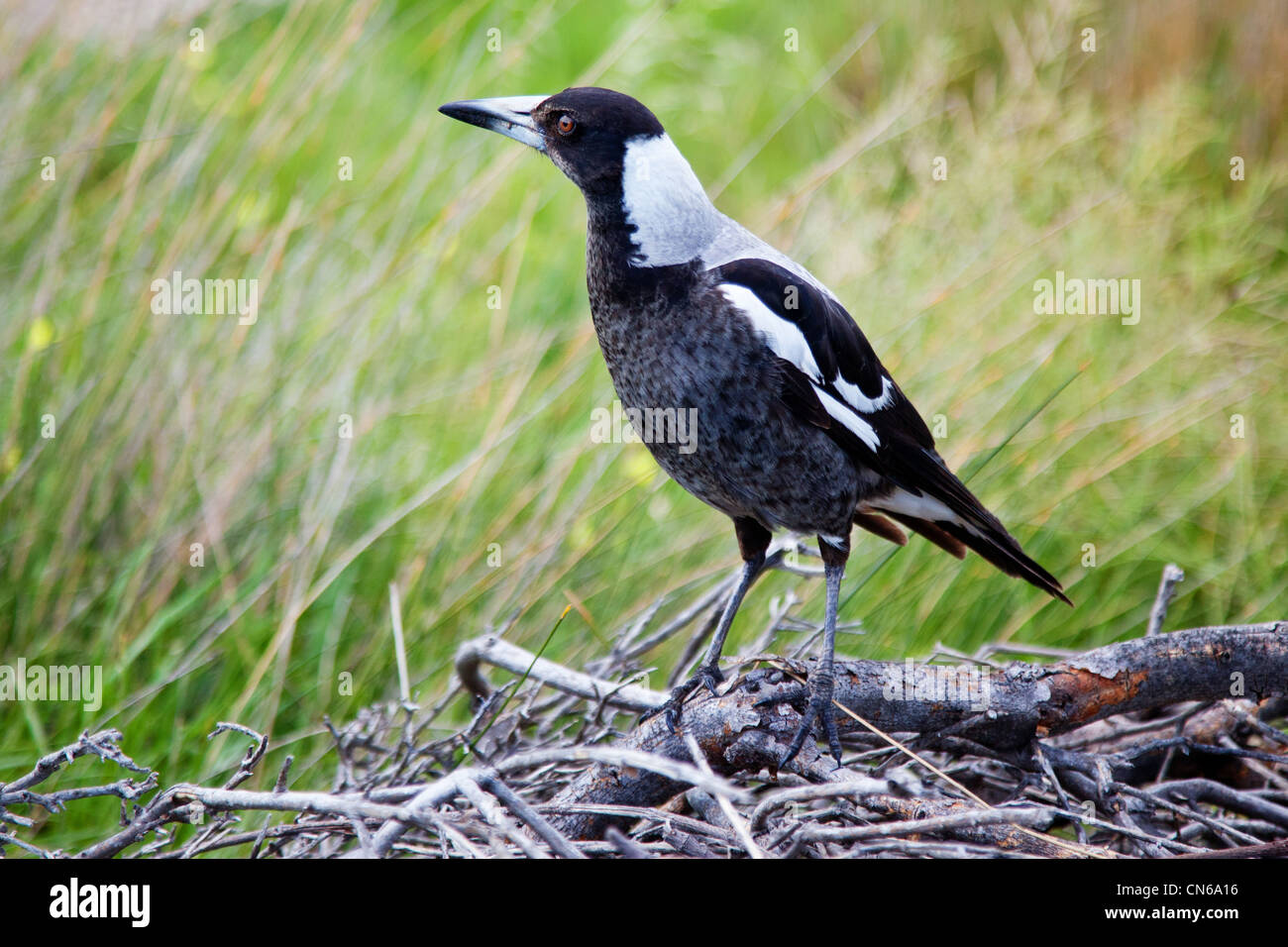 Magpie australia hi-res stock photography and images - Alamy
