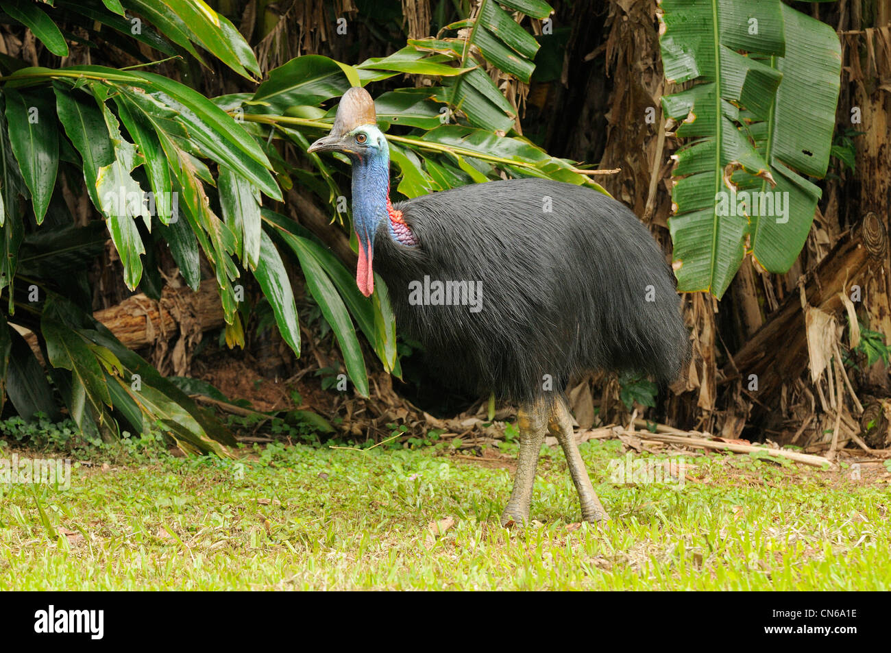 Southern Cassowary Casuarius casuarius Male Photographed in the Wet ...