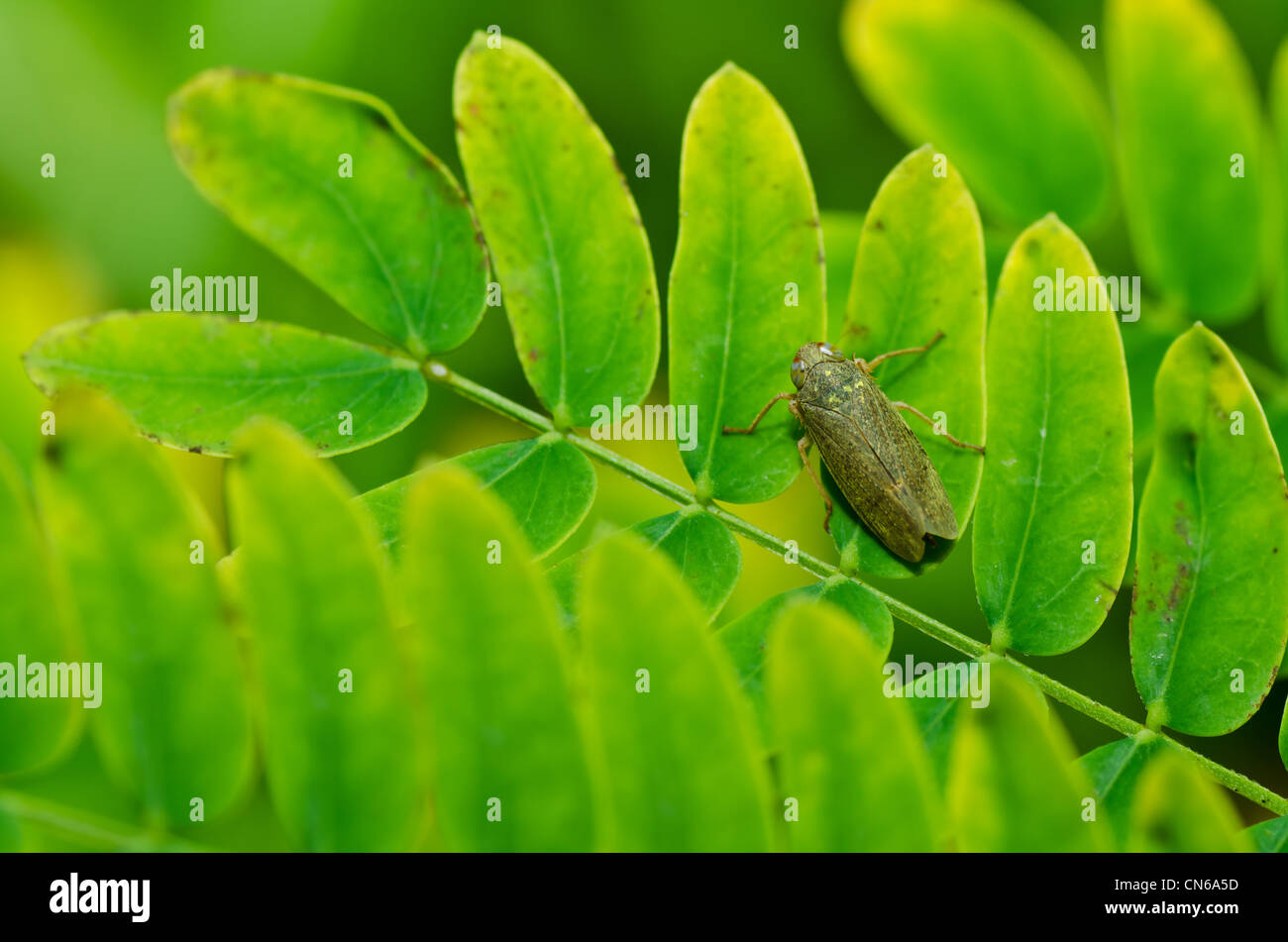 Aphid insect in green nature or in the garden Stock Photo - Alamy