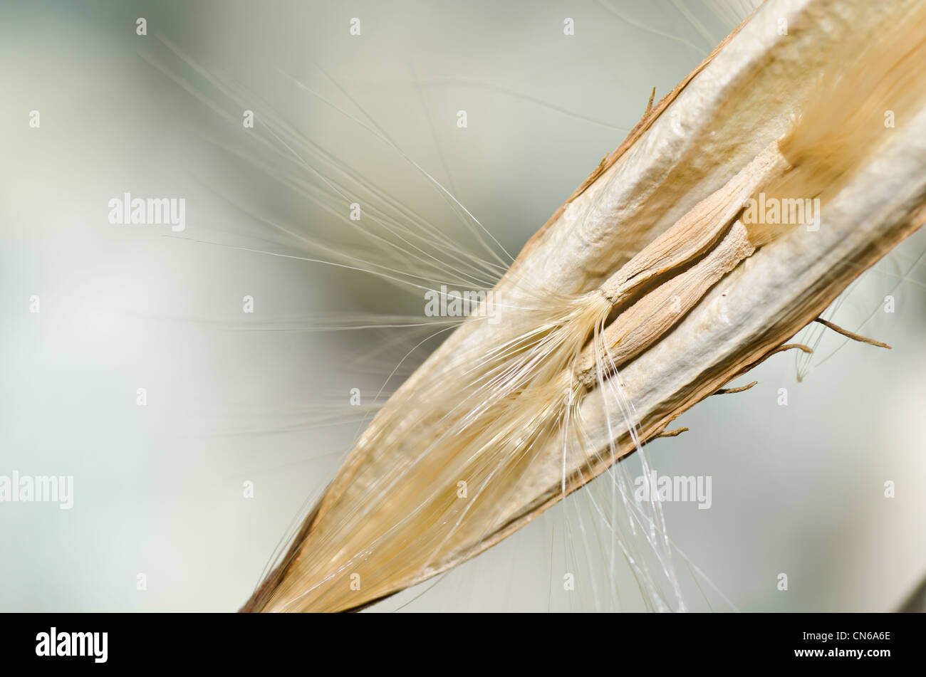 weed in the miracle nature Stock Photo - Alamy