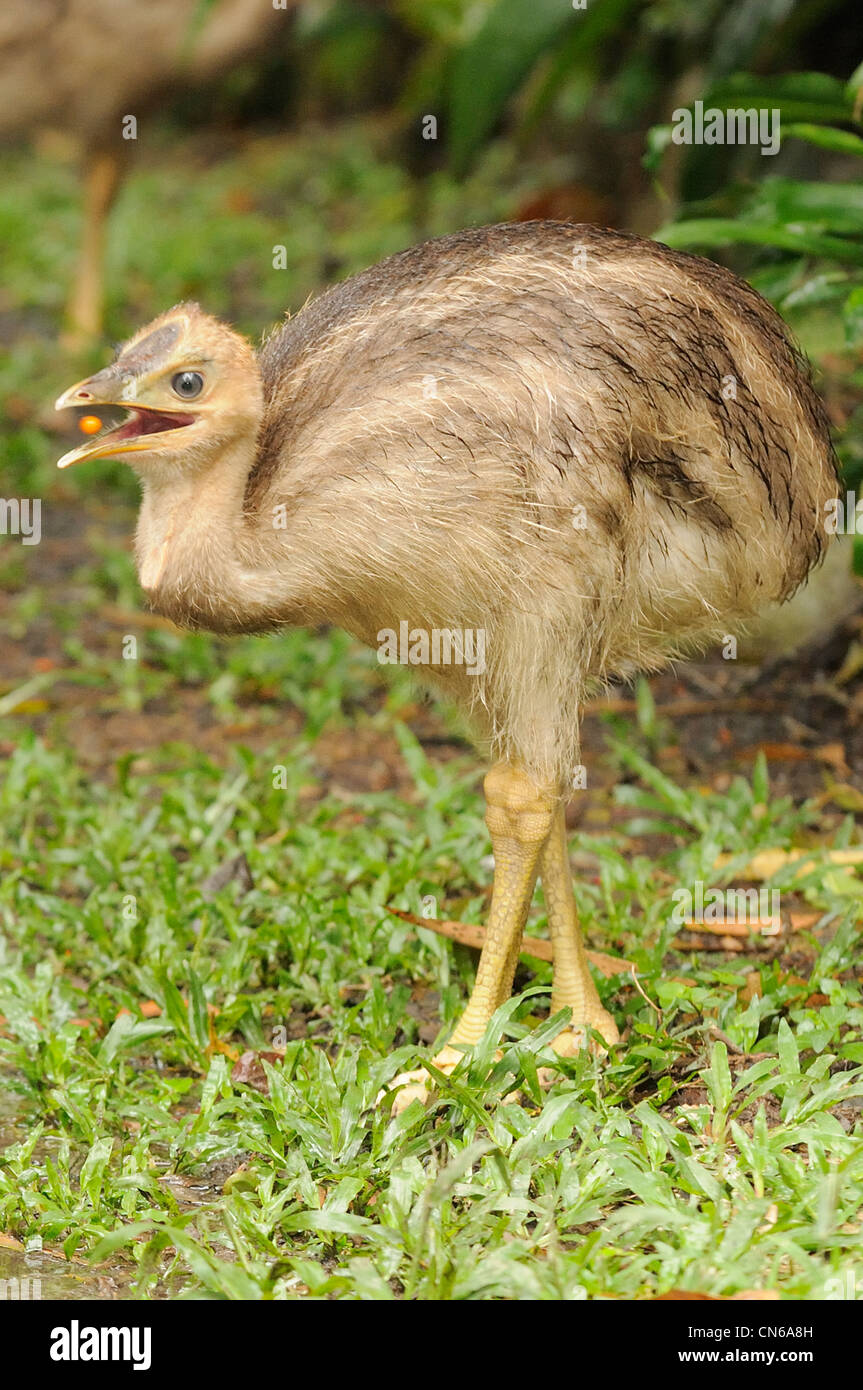 Southern Cassowary Casuarius casuarius Chick eating berry. Photographed ...