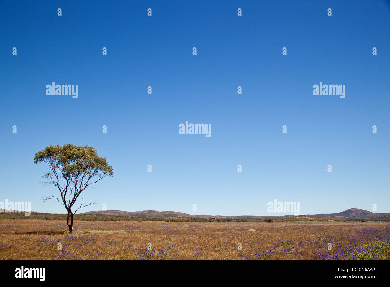 Single gum tree on a grass plain. Gawler Ranges. South Australia Stock ...