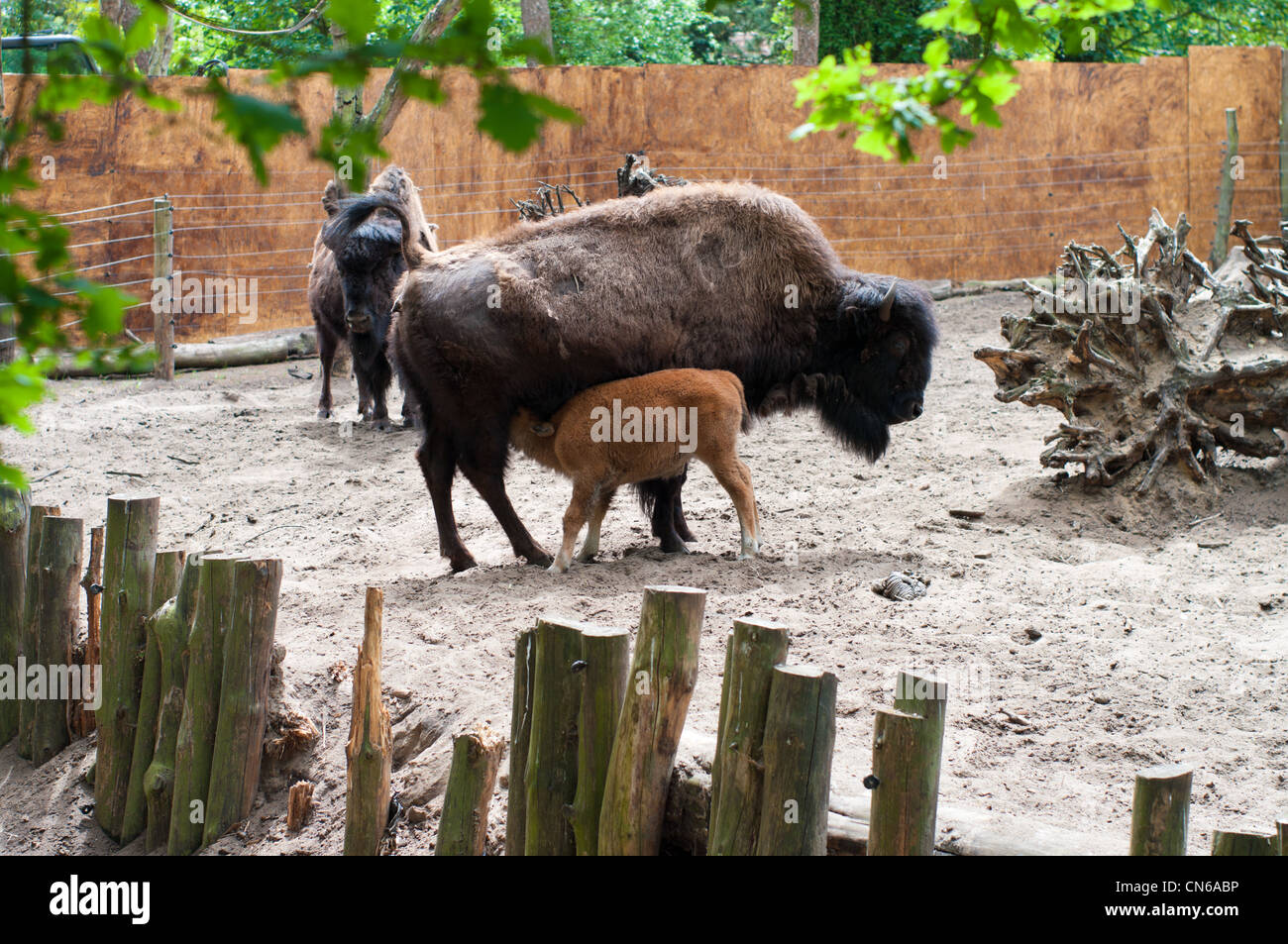 young bison calf drinking milk at its mother in Nordhorn Zoo, Germany ...