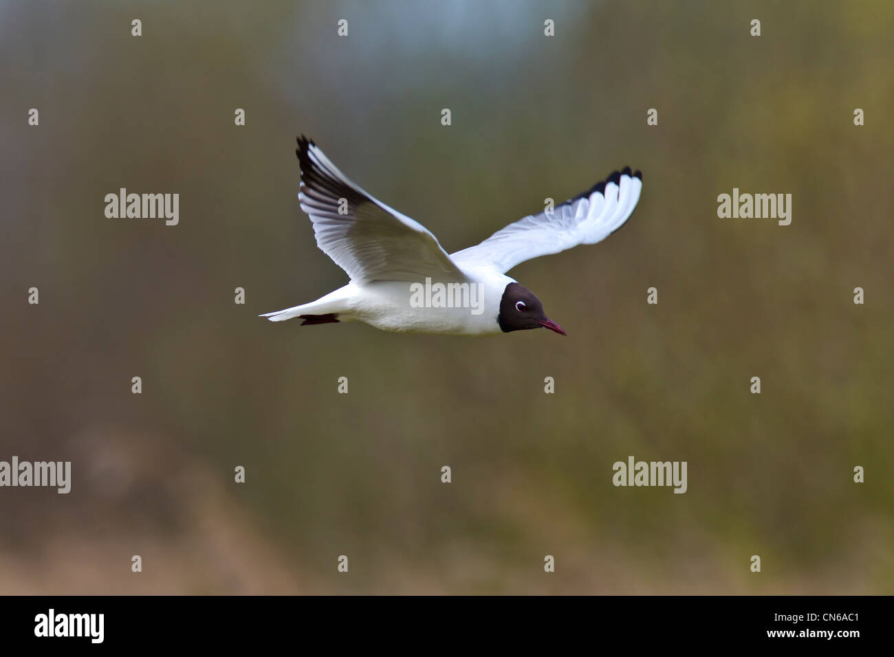 Black-headed Gull.Larus ridibundus (Laridae) in flight Stock Photo - Alamy