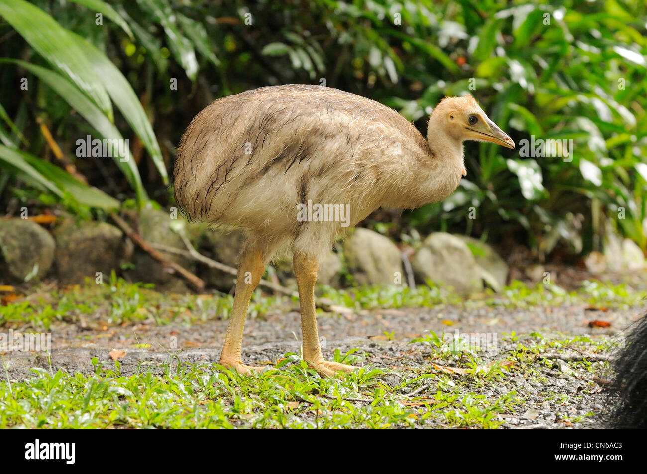 Southern Cassowary Casuarius casuarius Chick in rainforest Photographed ...