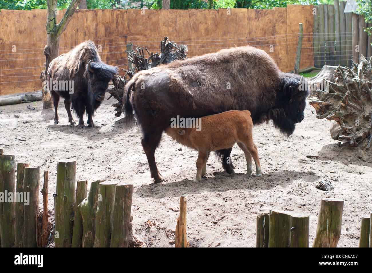 young bison calf drinking milk at its mother in Nordhorn Zoo, Germany ...