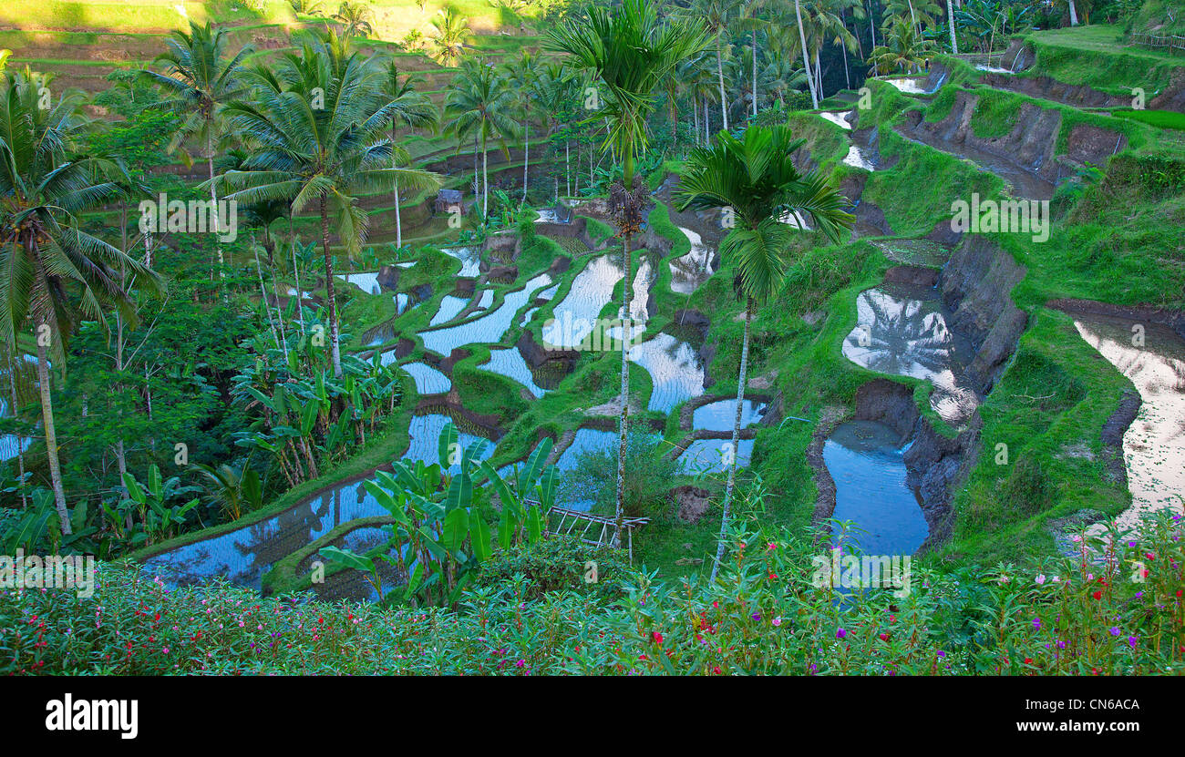 Traditional balinese terraced rice field on the north part of the ...