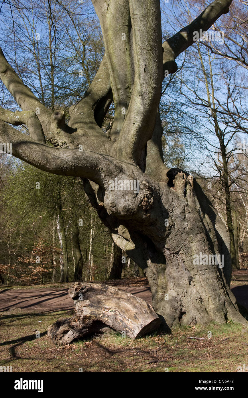 Bulbous trees hi-res stock photography and images - Alamy
