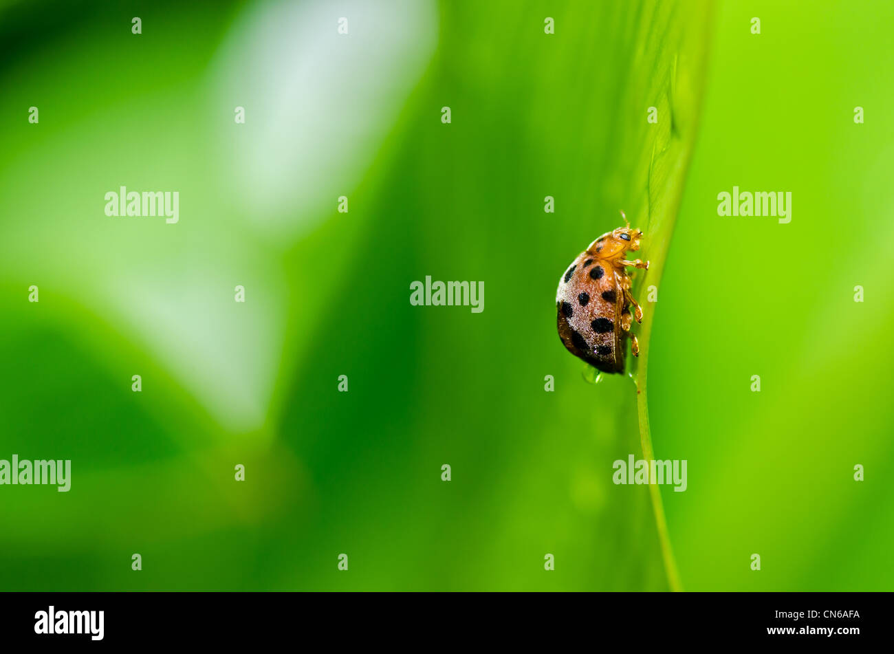 ladybug in the green nature or in the garden Stock Photo - Alamy