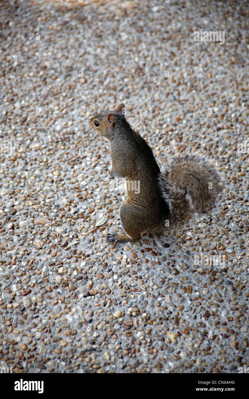 Grey squirrel rodent hi-res stock photography and images - Alamy