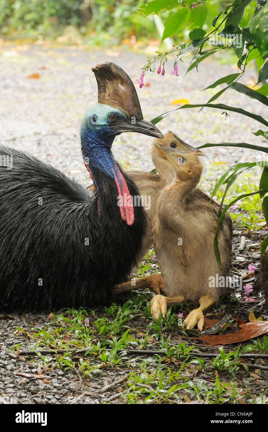 Southern Cassowary Casuarius casuarius Adult male with chicks ...
